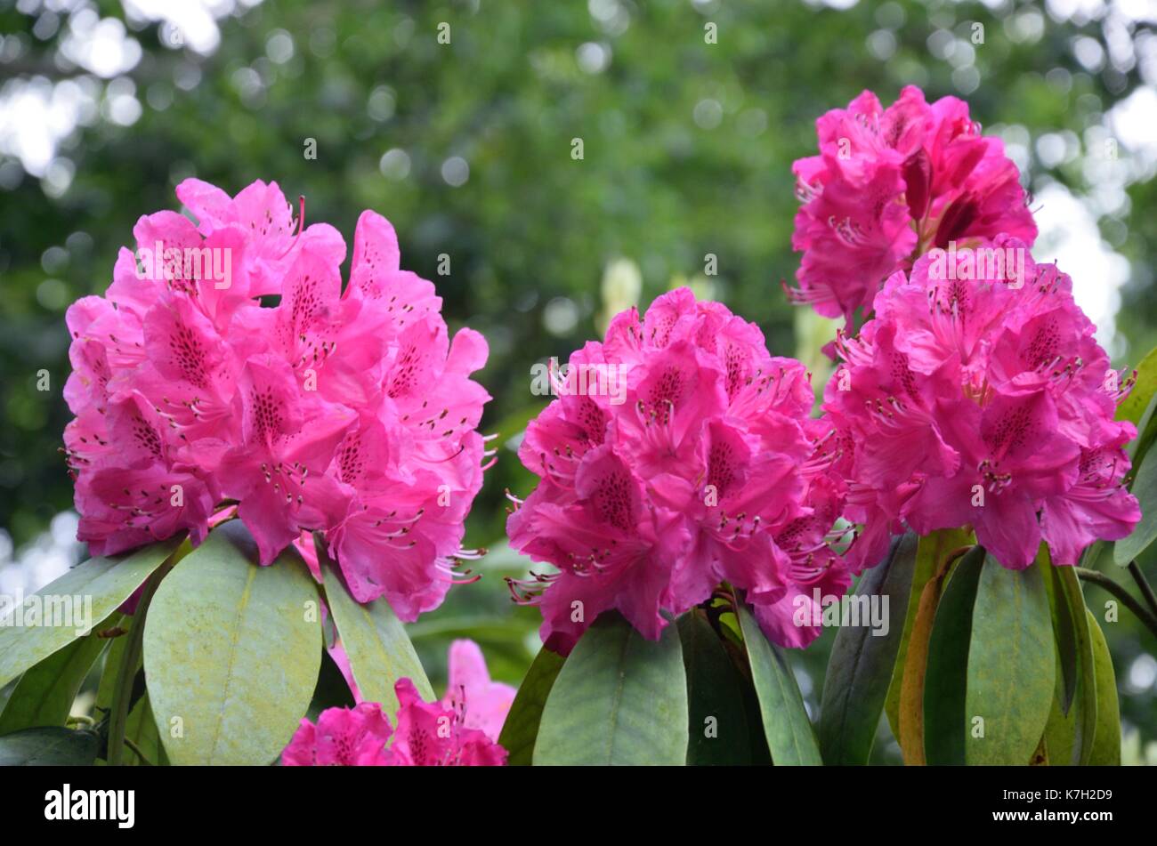 purple rhododendron flower heads Stock Photo - Alamy