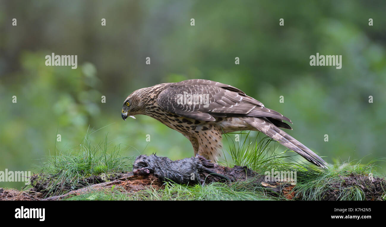 Female Northern Goshawk on prey with forrest landscape in the ...