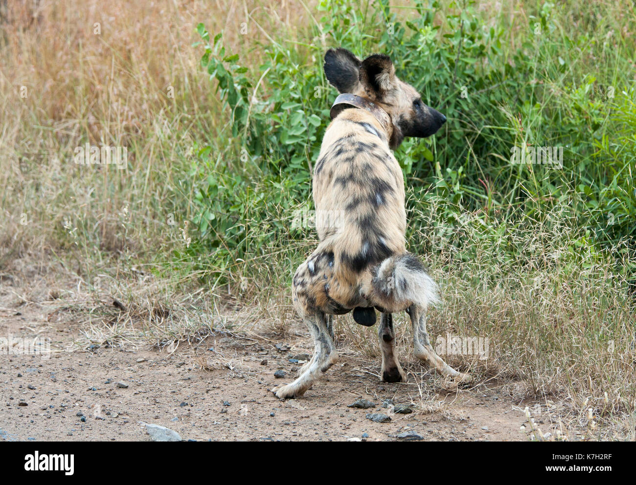 Defecating dog hi-res stock photography and images - Alamy