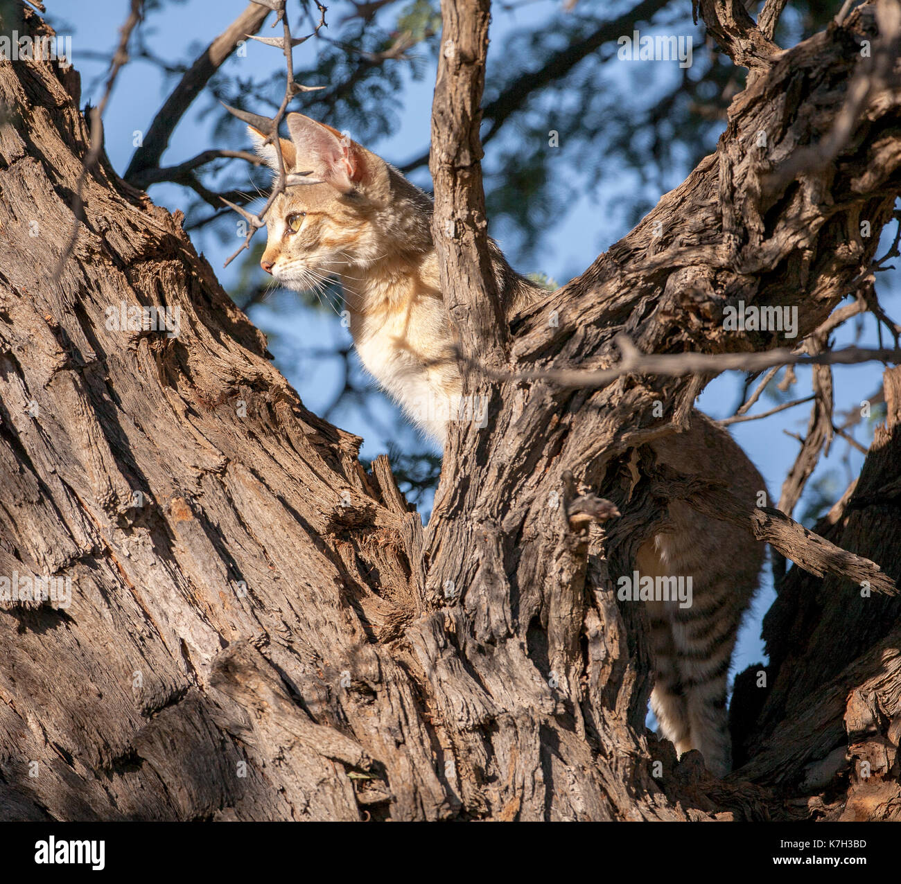 African wildcat felis lybica looking hi-res stock photography and ...