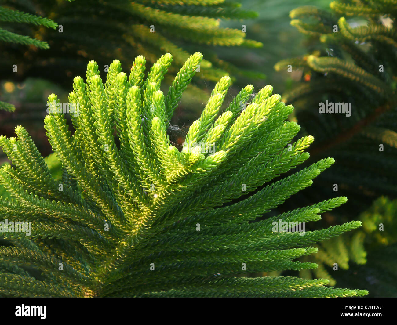 Cook pine hi-res stock photography and images - Alamy