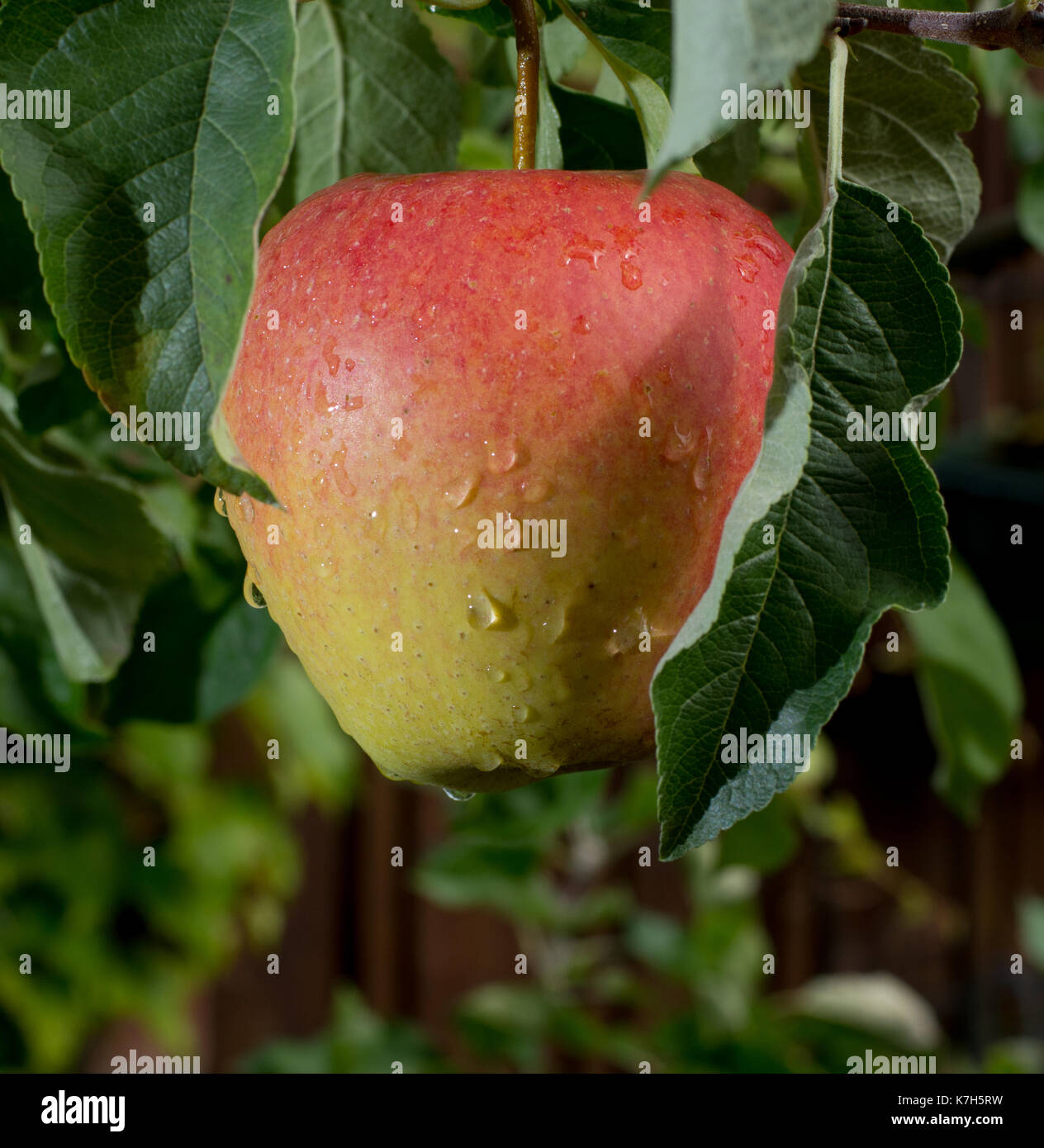 Big red braeburn apples on apple tree, ready to harvest, autumn in ...