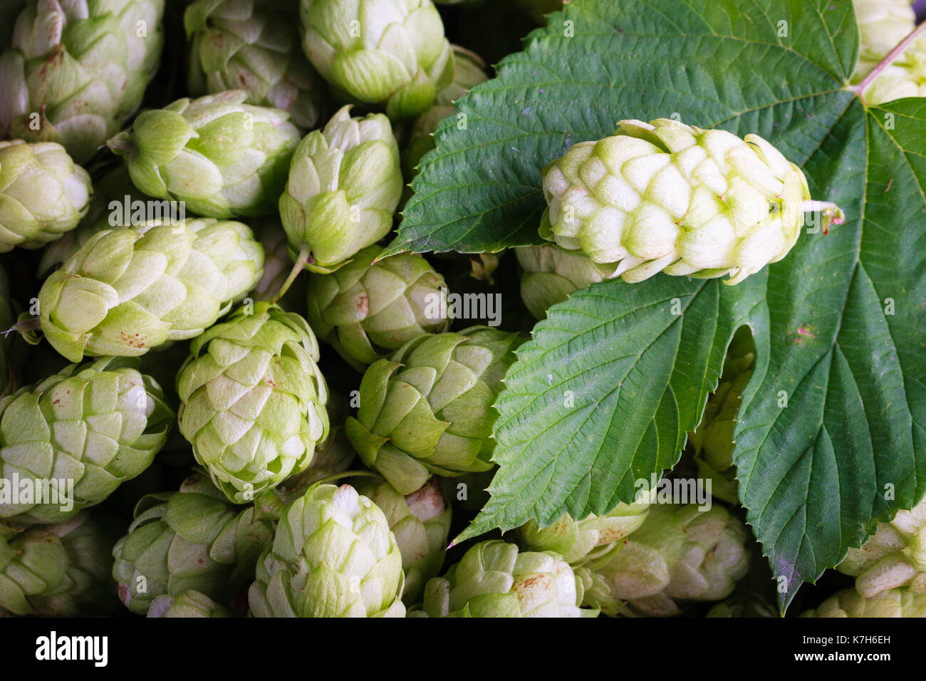 Green hops background Stock Photo - Alamy