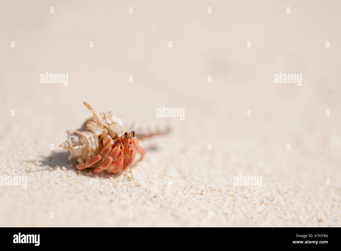 Mollusc exoskeleton hi-res stock photography and images - Alamy
