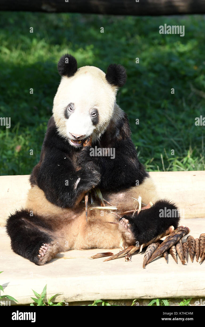 Chongqing, China. 16th Sep, 2017. Giant panda Xinxing has a meal at the ...