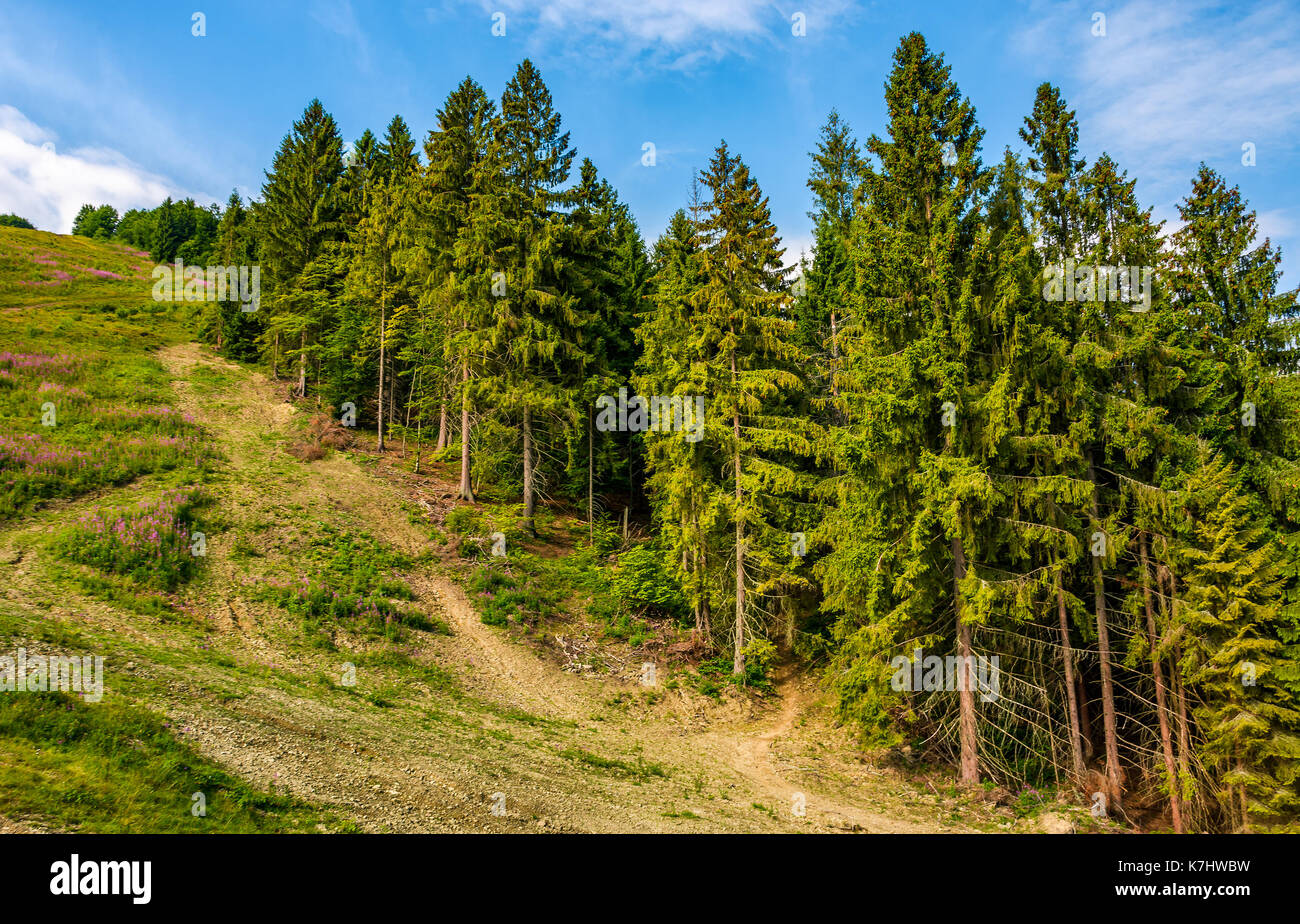 Hillside conifer woodland hi-res stock photography and images - Alamy