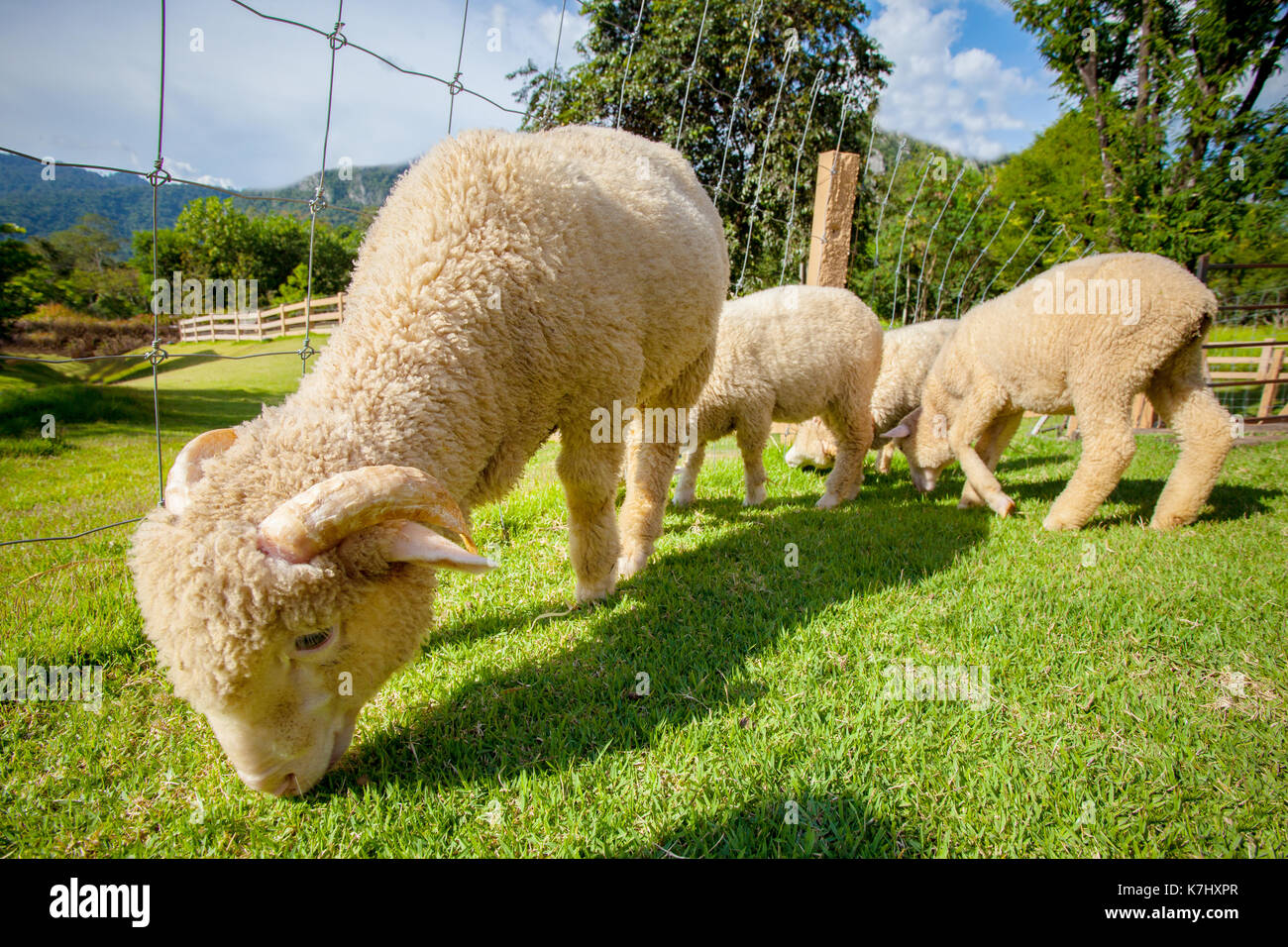 flock of merino sheep in rural ranch farm Stock Photo - Alamy