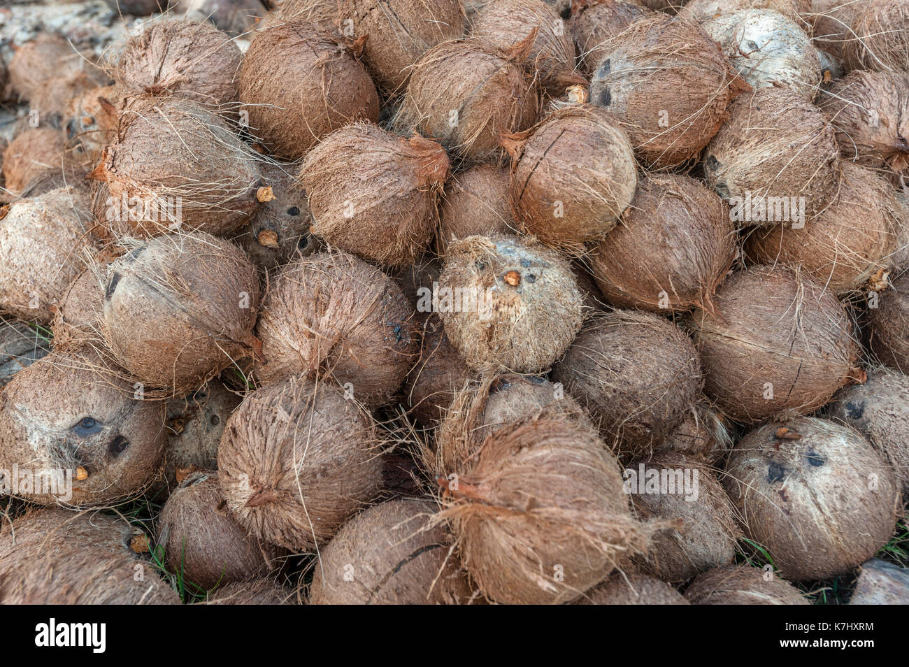 Coconut farm thailand hi-res stock photography and images - Alamy