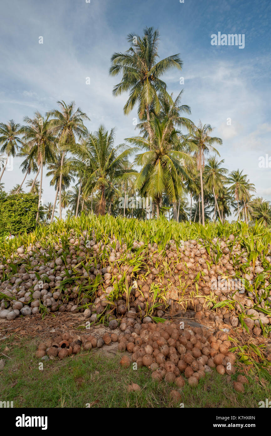 Coconut farm thailand hi-res stock photography and images - Alamy