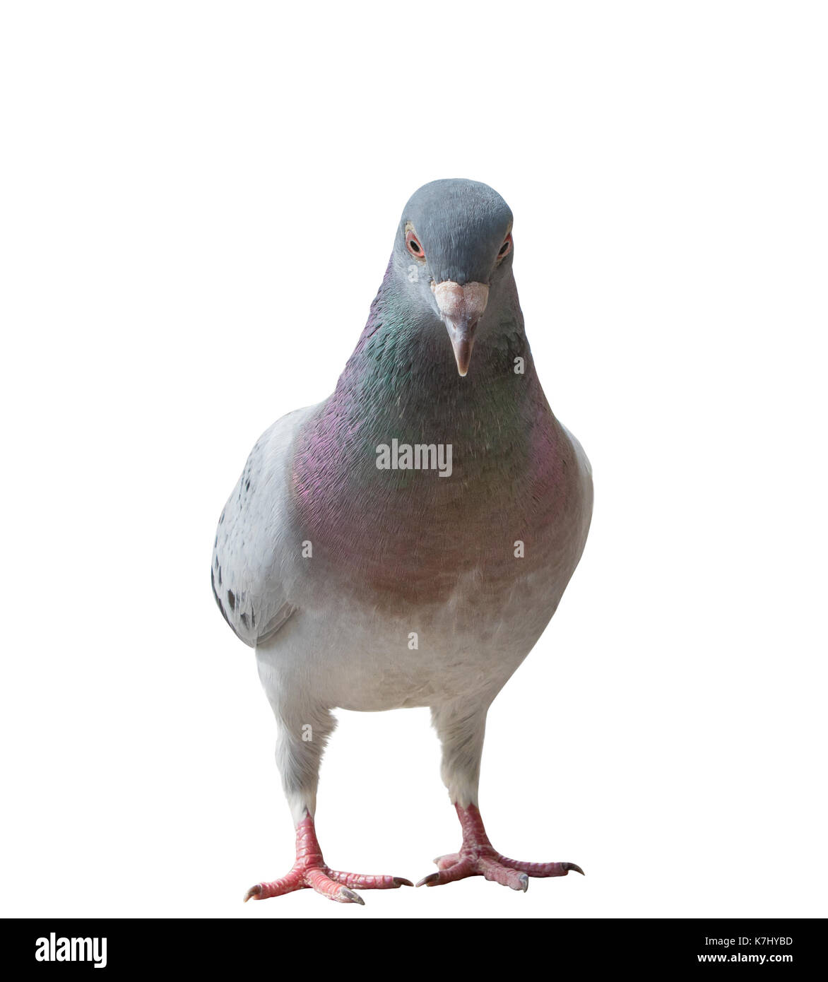 full body of homing pigeon bird isolated white background Stock Photo ...