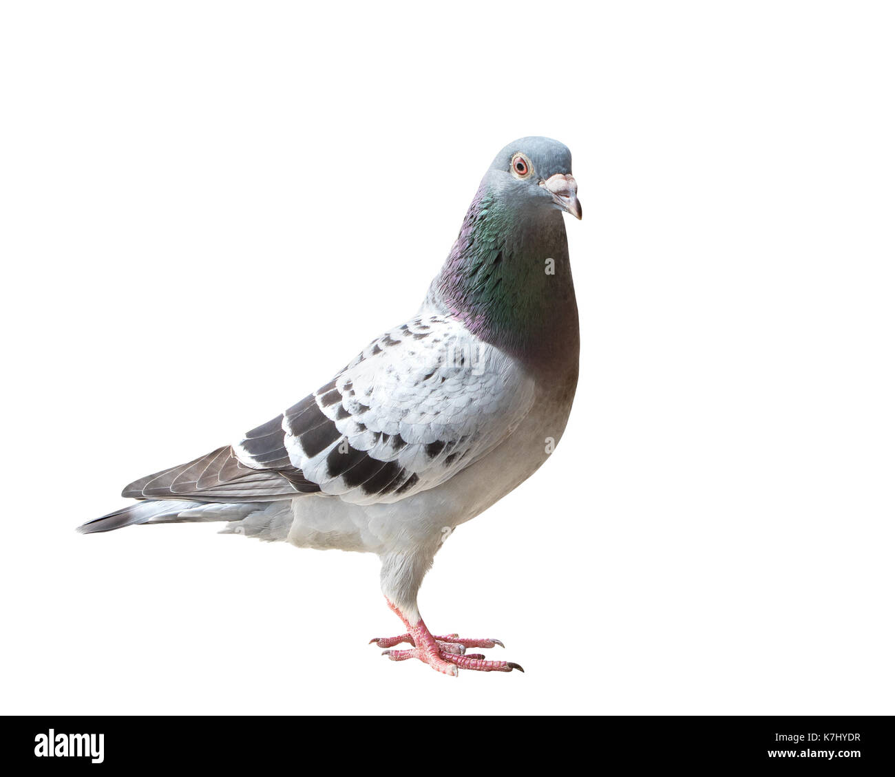 full body of check color homing pigeon show pattern body and wing ...
