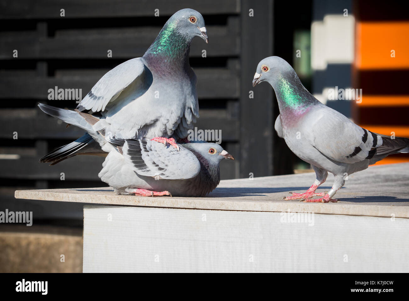Breeding pigeon loft hi-res stock photography and images - Alamy