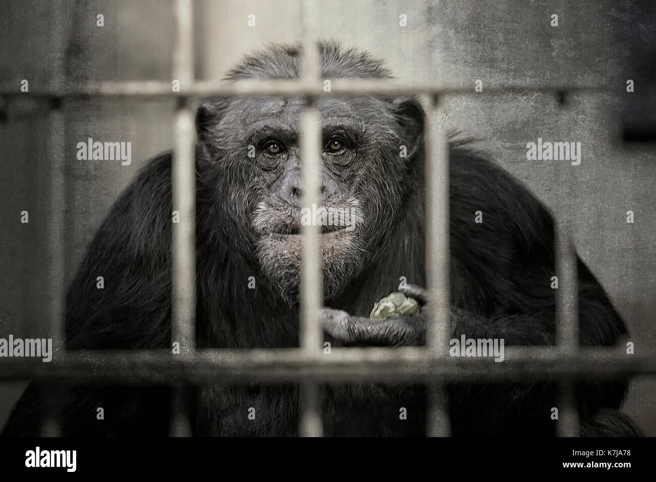 Chimpanzee in a captivity, a portrait Stock Photo - Alamy