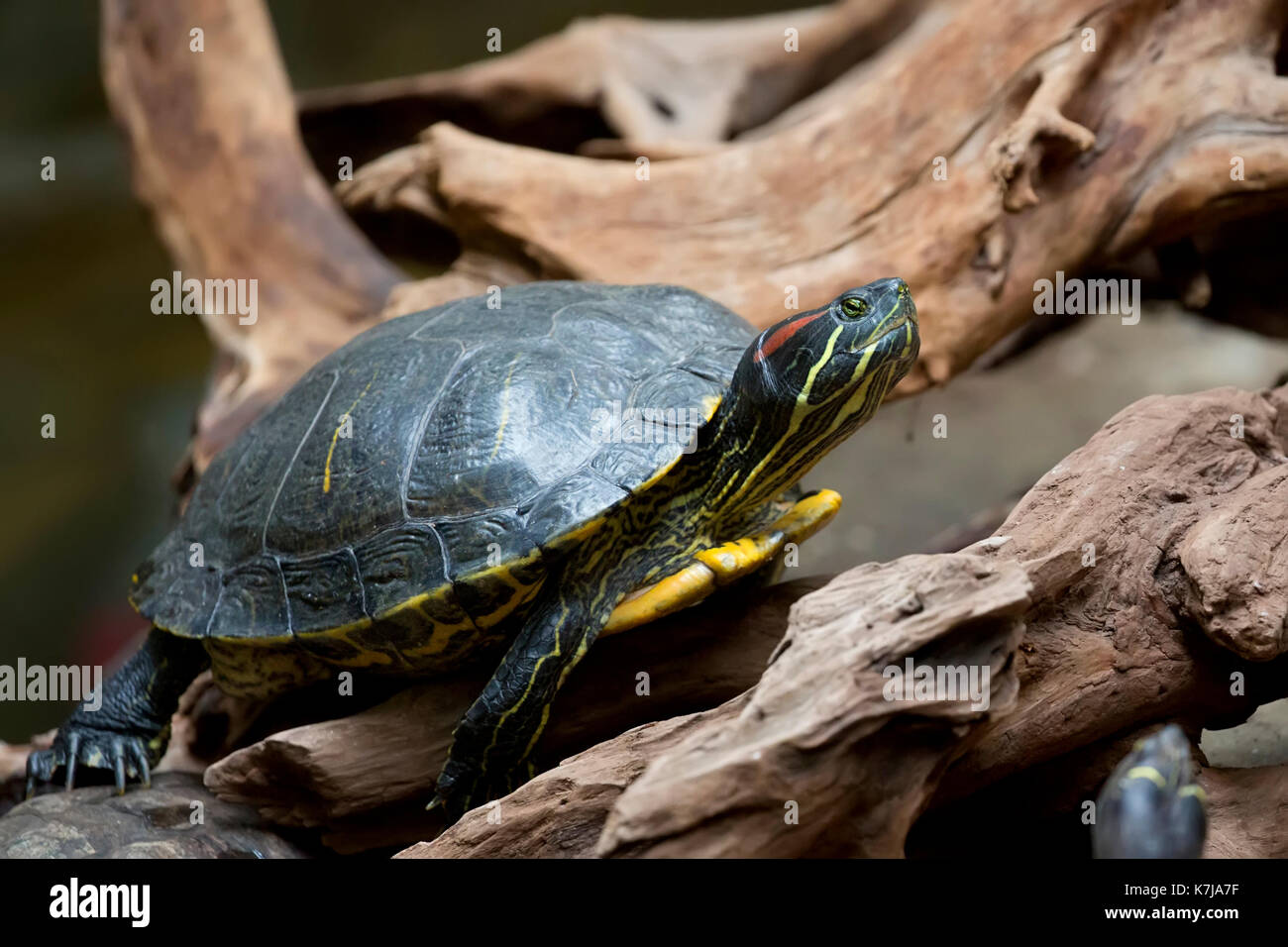 Turtle in the wild Stock Photo - Alamy