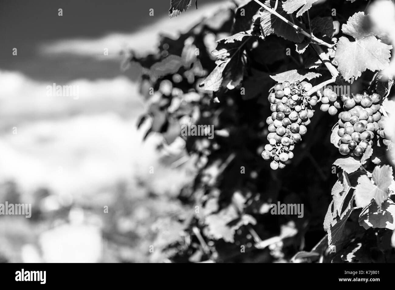 Location of collio hi-res stock photography and images - Alamy