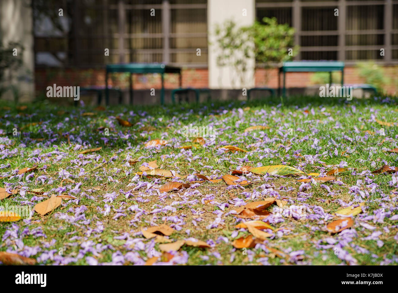 Jacaranda trees los angeles hi-res stock photography and images - Alamy
