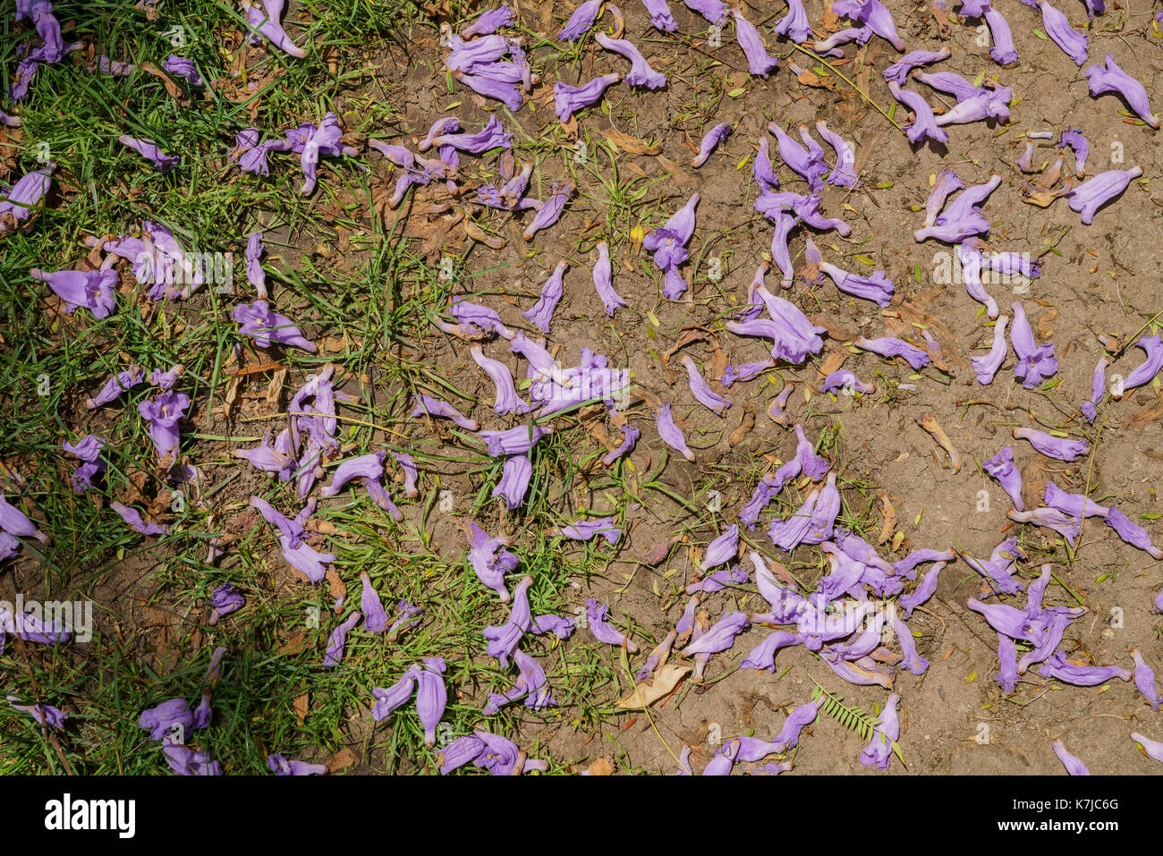 Jacaranda trees los angeles hi-res stock photography and images - Alamy