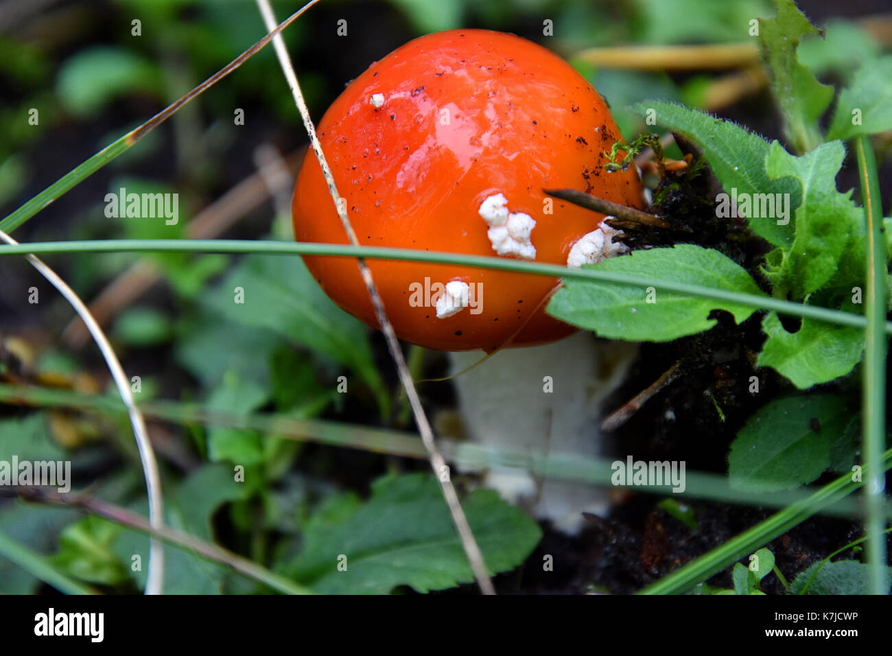 Youngtoadstool hi-res stock photography and images - Alamy