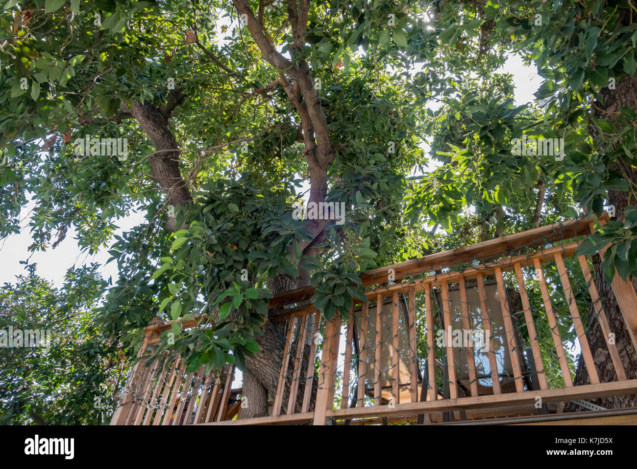 Wooden bar and big tree, saw at Temple City, California, U.S.A Stock ...