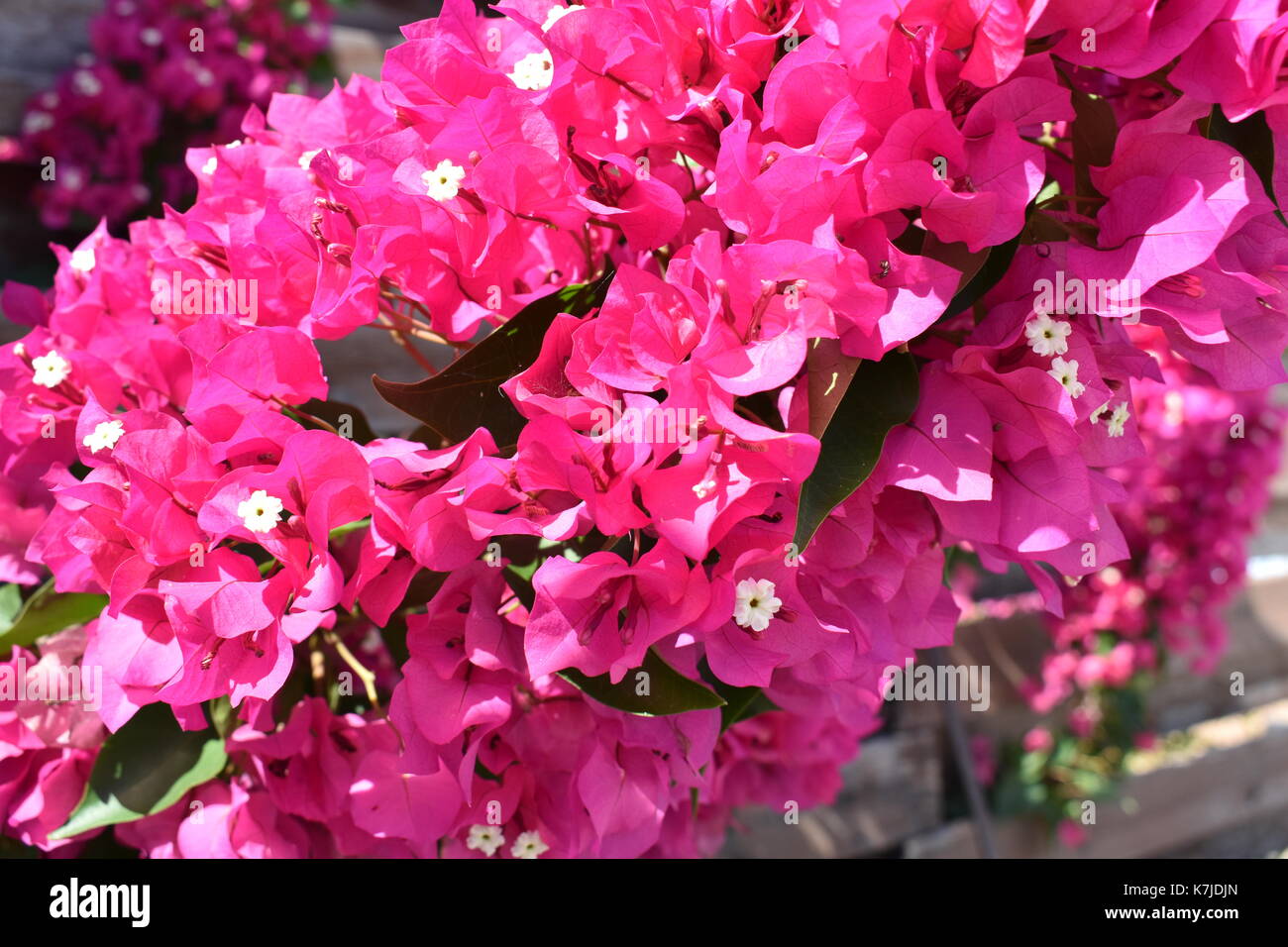 Pink bougainvillea in a garden in Paphos, Cyprus Stock Photo - Alamy