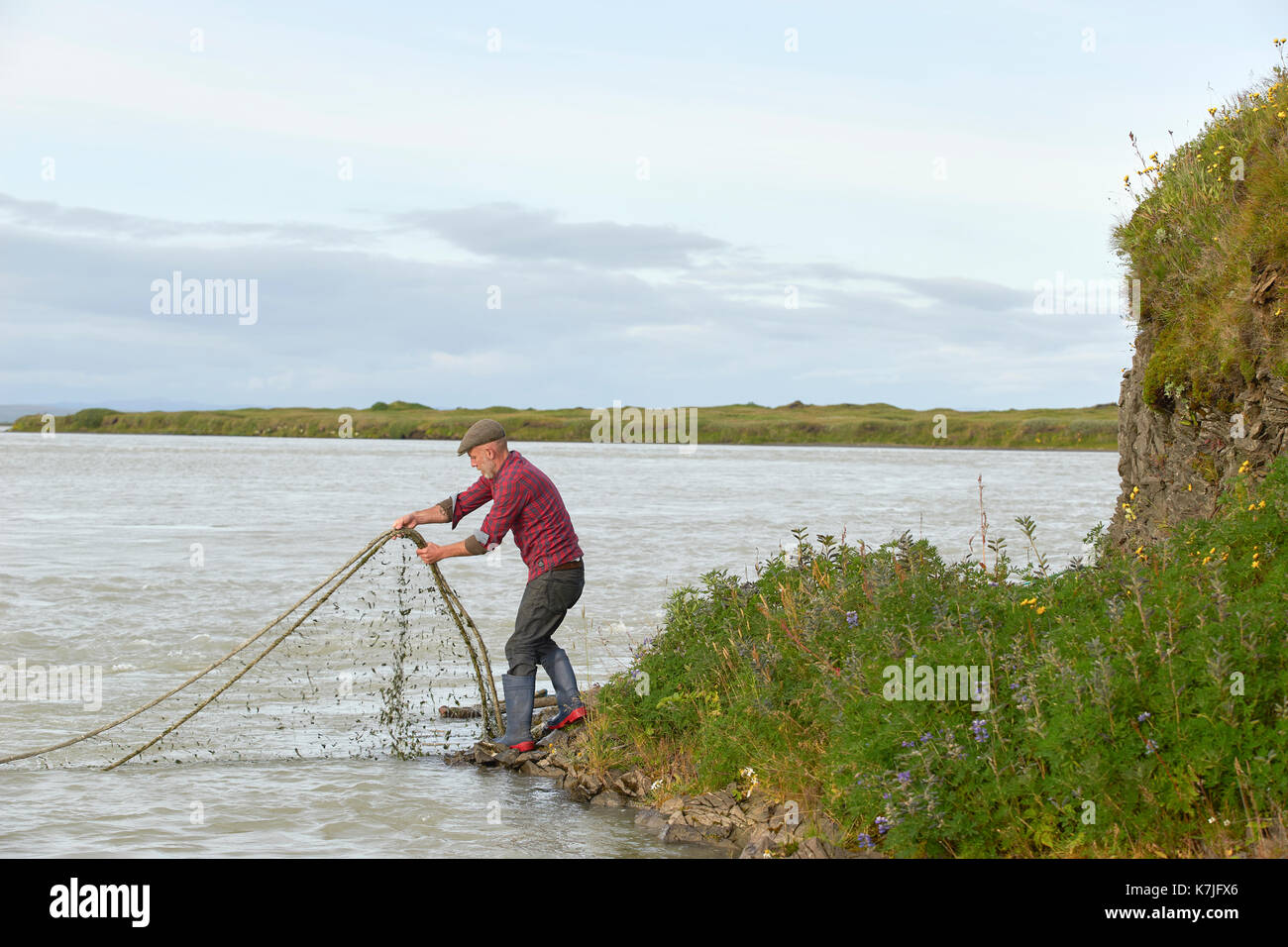 Fisherman pulling in nets laid to catch salmon in the Þjórsá River in ...