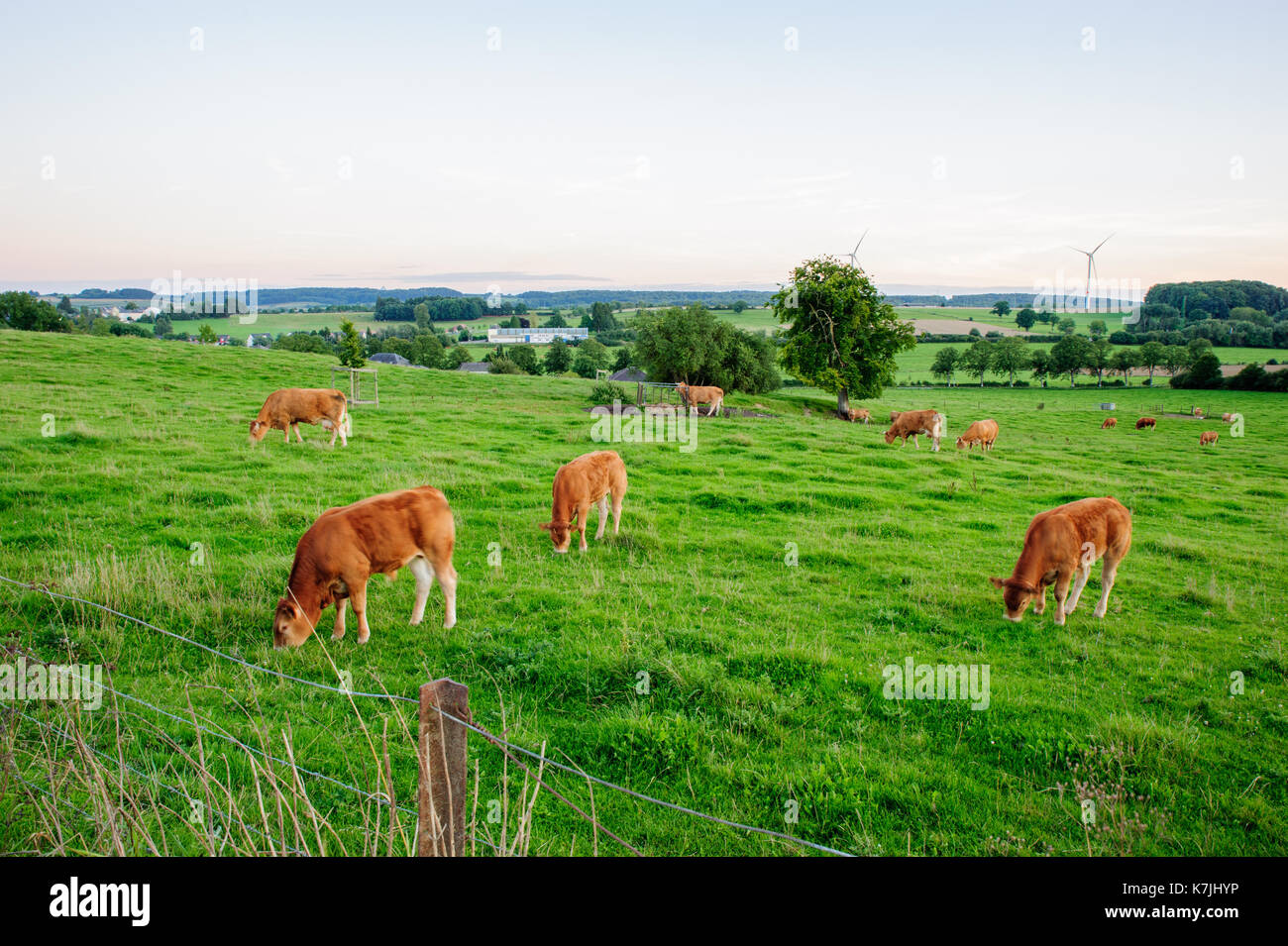 Cows on the grasses Stock Photo - Alamy