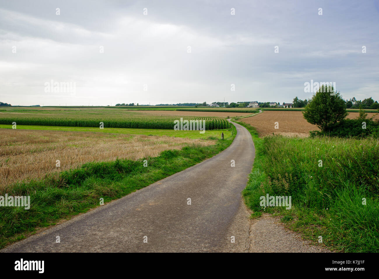 Forest path with long yellow grass hi-res stock photography and images ...