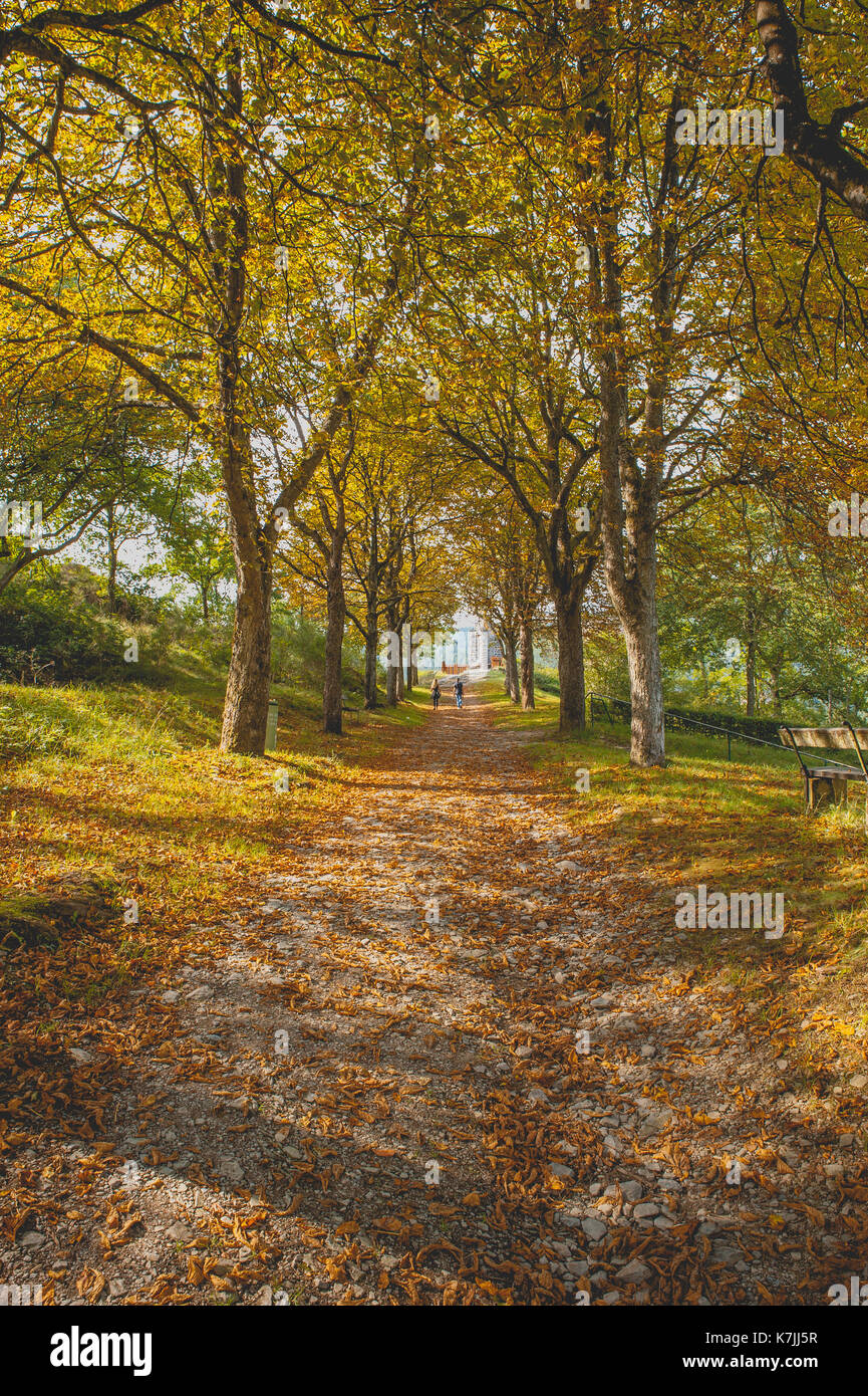 Forest alley fallen leaves hi-res stock photography and images - Alamy