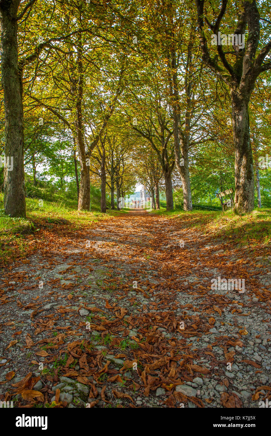 Fall forest path fallen leaves hi-res stock photography and images - Alamy