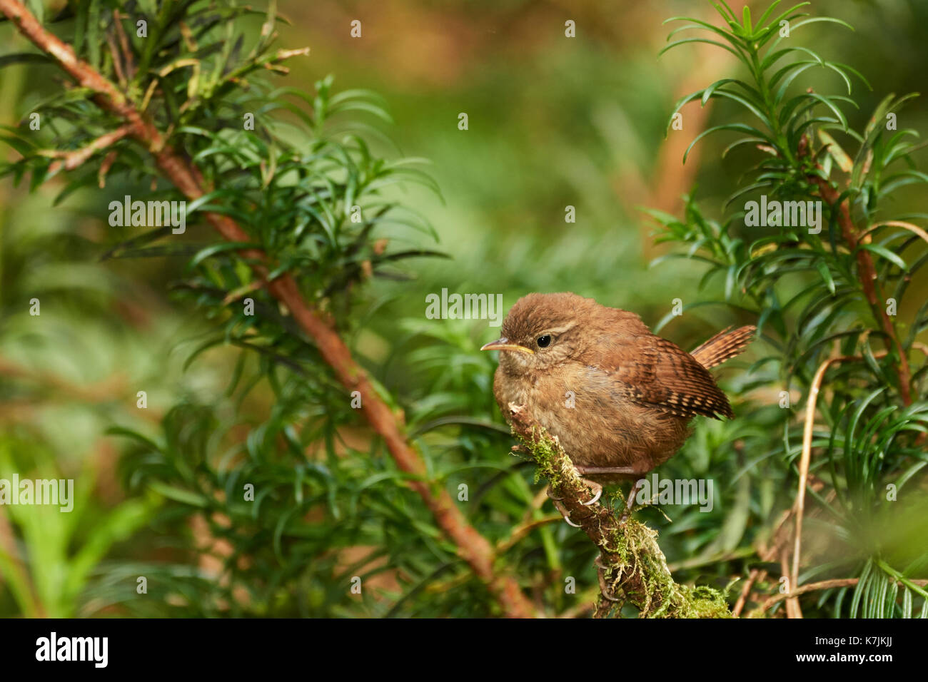 Yew taxus sp hi-res stock photography and images - Alamy