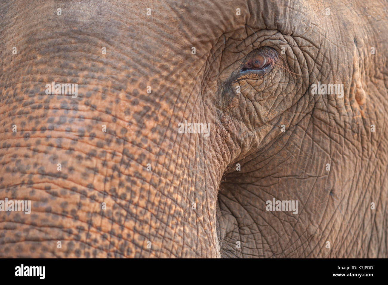 Close up of an Asian Elephant at an elephant rescue and rehabilitation ...