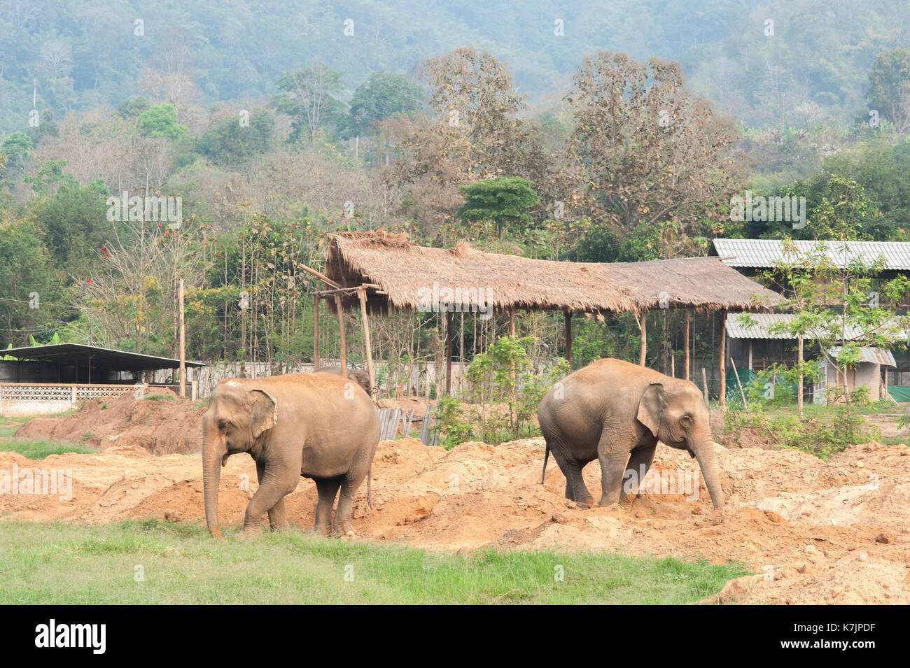 Asian Elephants at an elephant rescue and rehabilitation centre ...