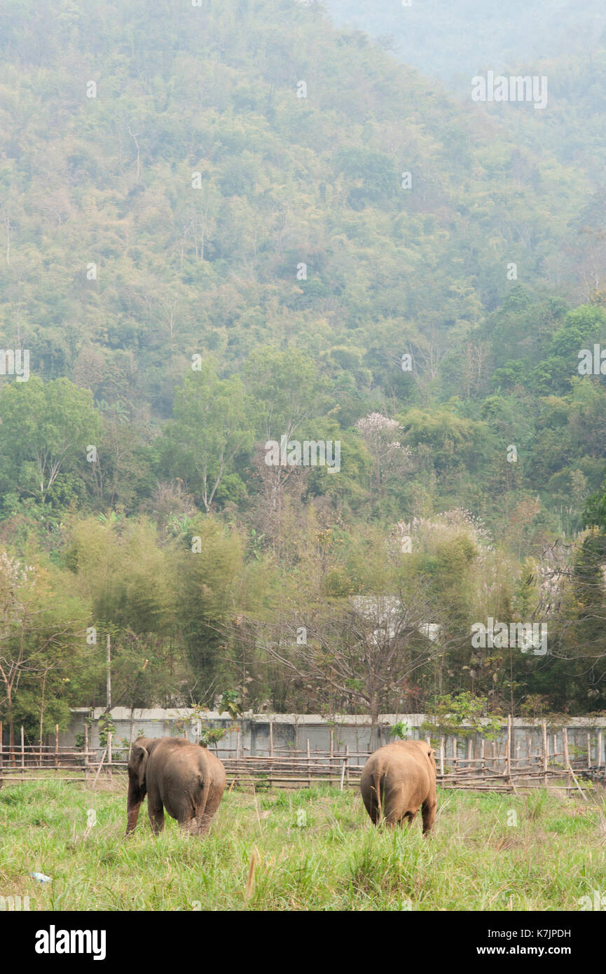 Asian Elephants at an elephant rescue and rehabilitation centre ...