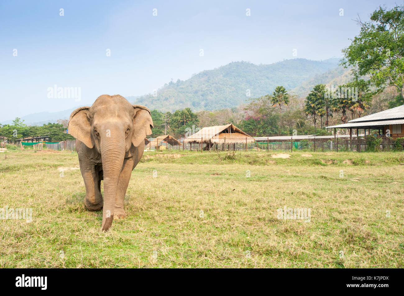 Asian Elephant walking towards the camera at an elephant rescue and ...