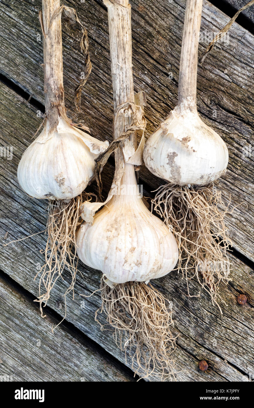 Three bulbs of garlic with roots on rustic wooden board from above ...