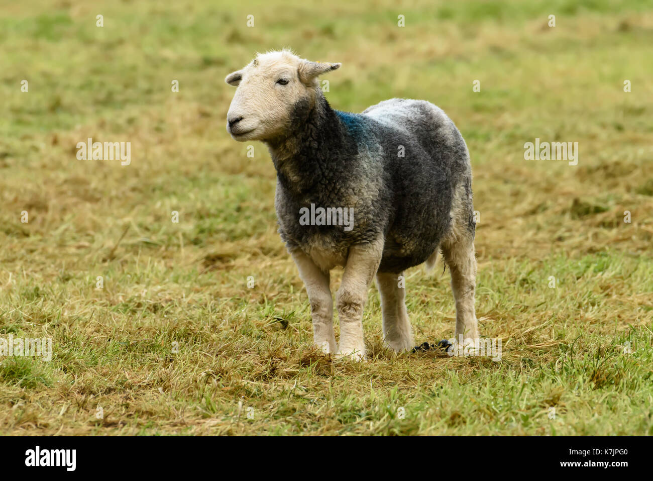 British sheep breed hi-res stock photography and images - Alamy