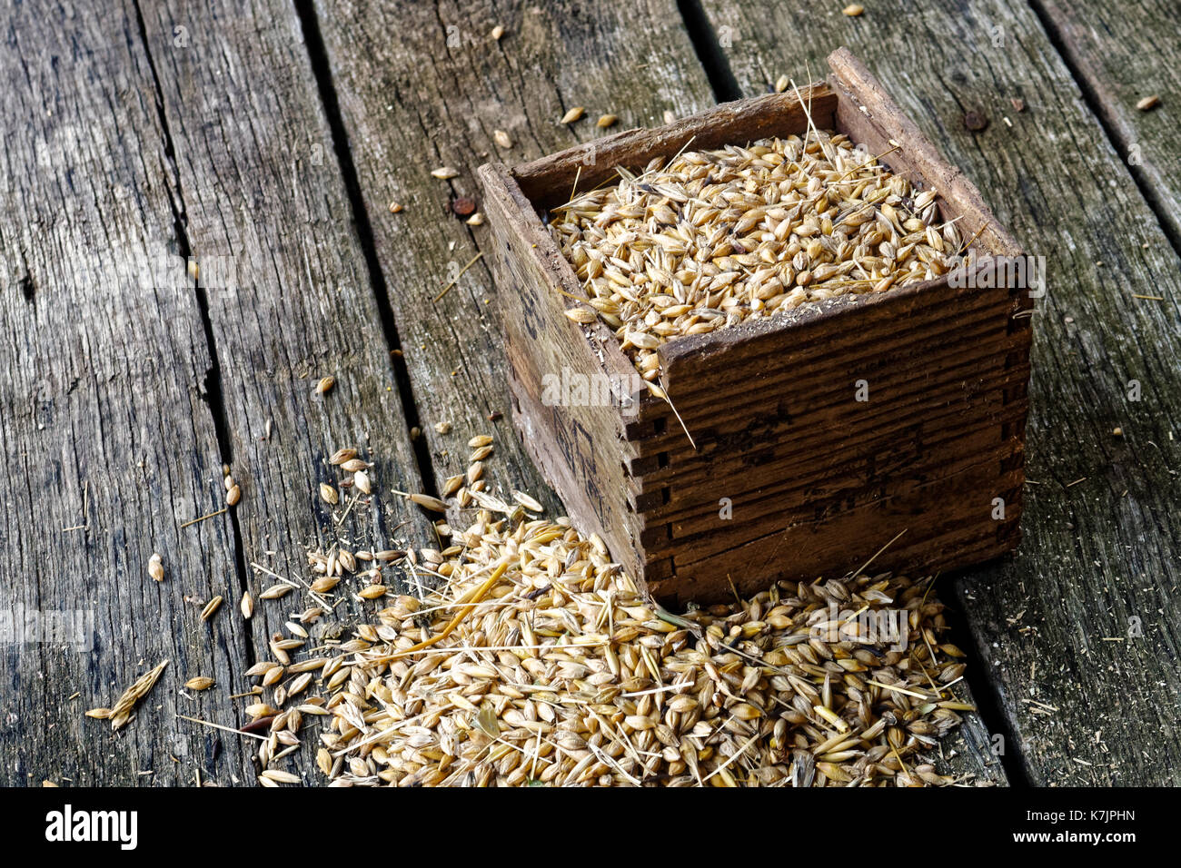 Square wooden box of dry barley next to a pile of barley on rustic ...