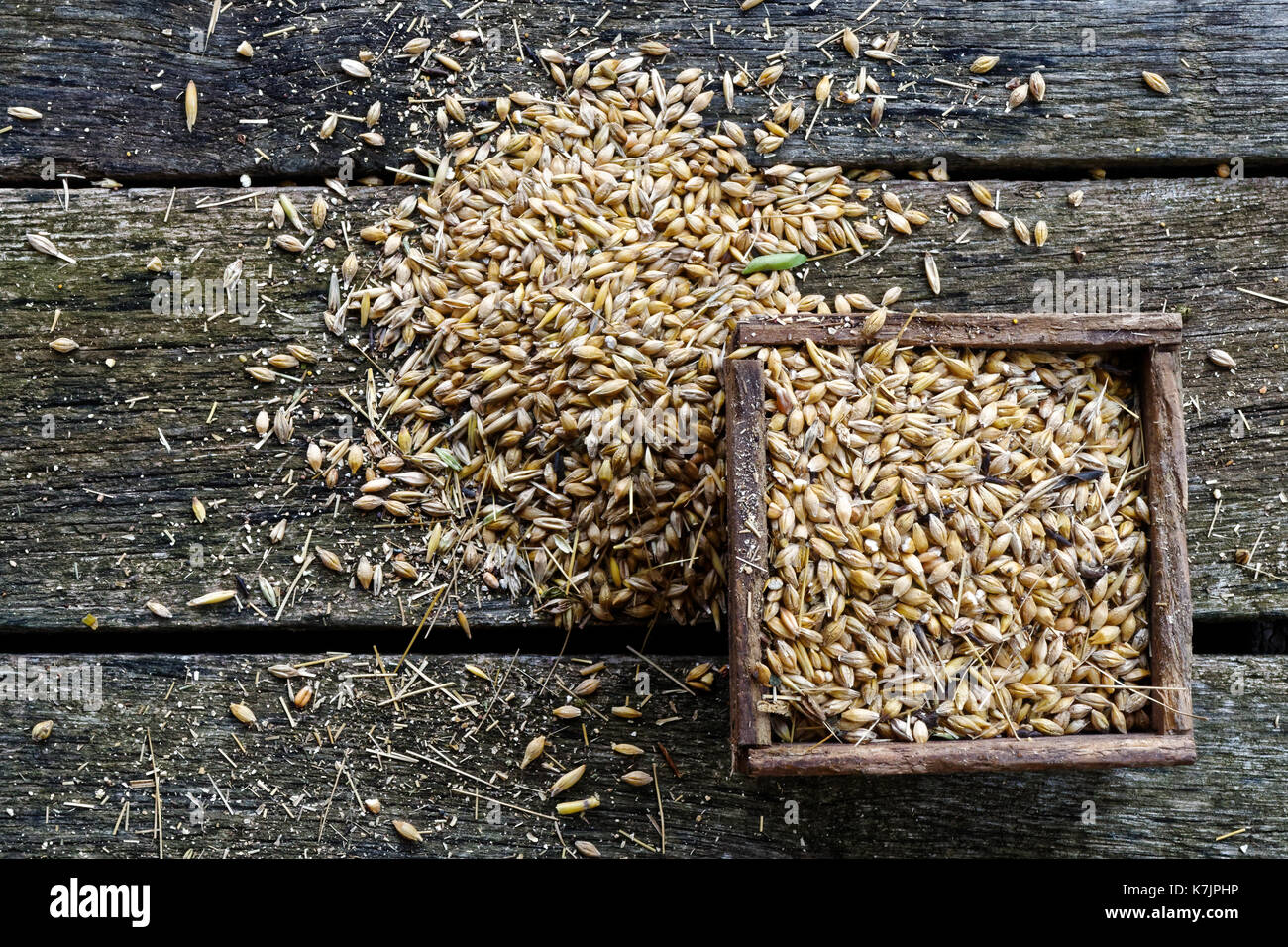 Barley Grains High Resolution Stock Photography and Images - Alamy