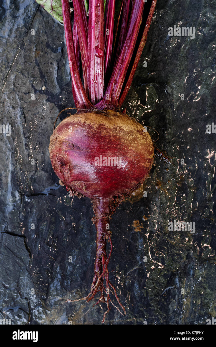 Dirty beet hi-res stock photography and images - Alamy