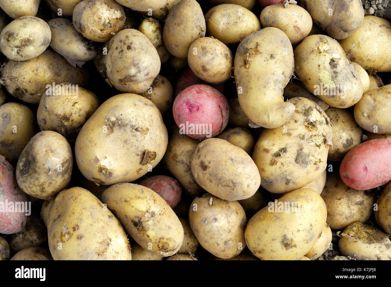 Raw potatoes different sizes hi-res stock photography and images - Alamy