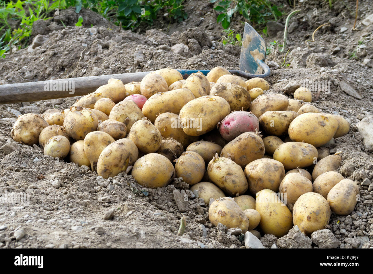 Freshly dug up heap of red and yellow potatoes lying on soil next to ...