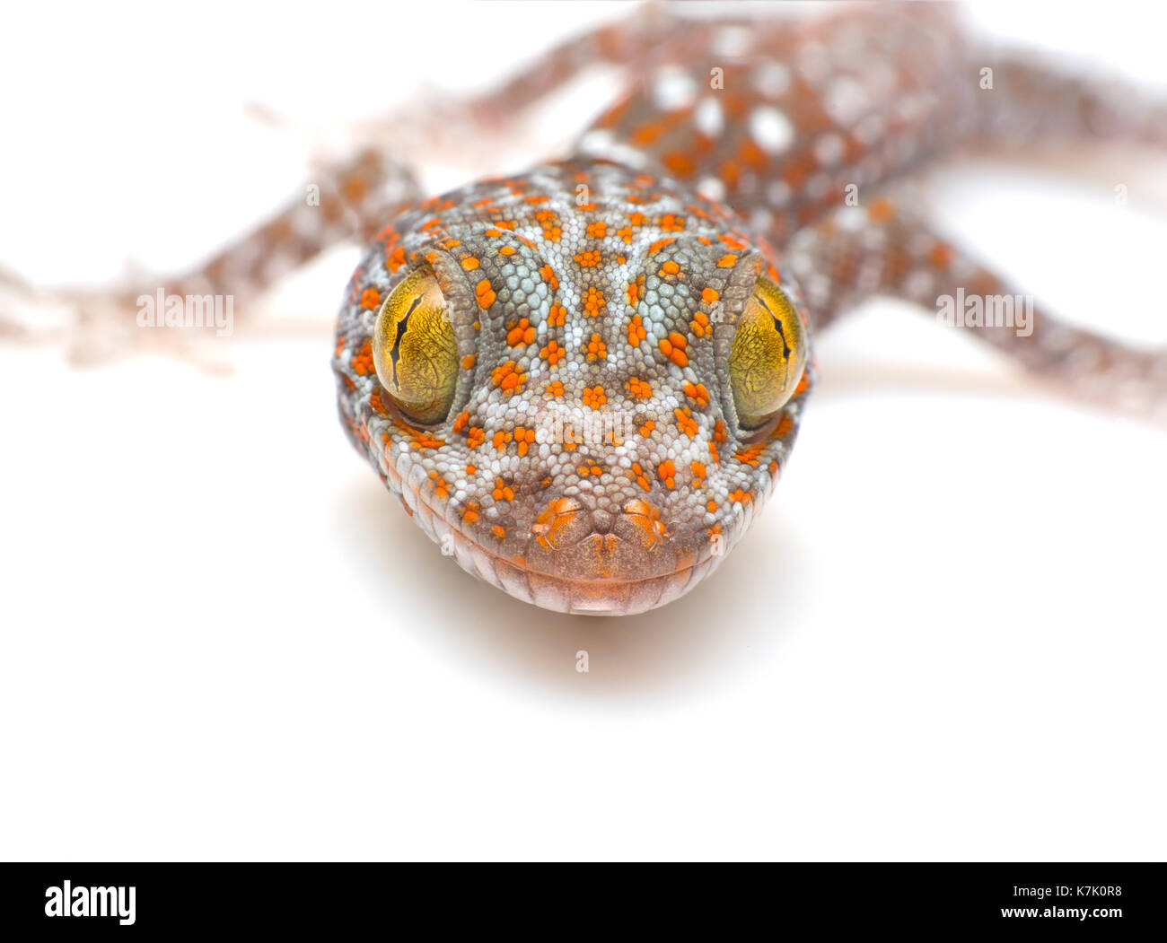 close up Tokay Gecko, Gekko gecko, against white background Stock Photo ...