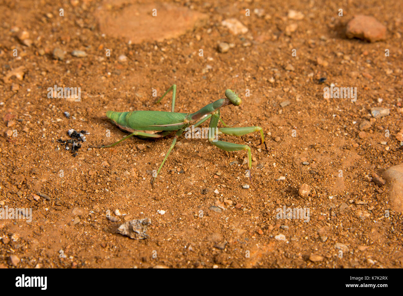 The European mantis or Mantis religiosa is a large hemimetabolic insect ...