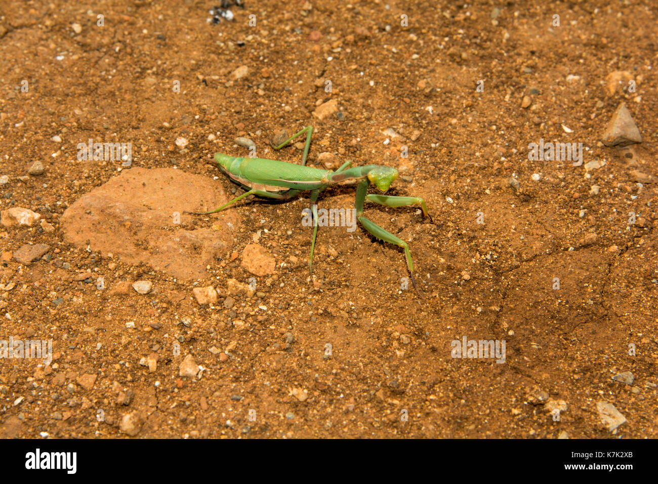 The European mantis or Mantis religiosa is a large hemimetabolic insect ...