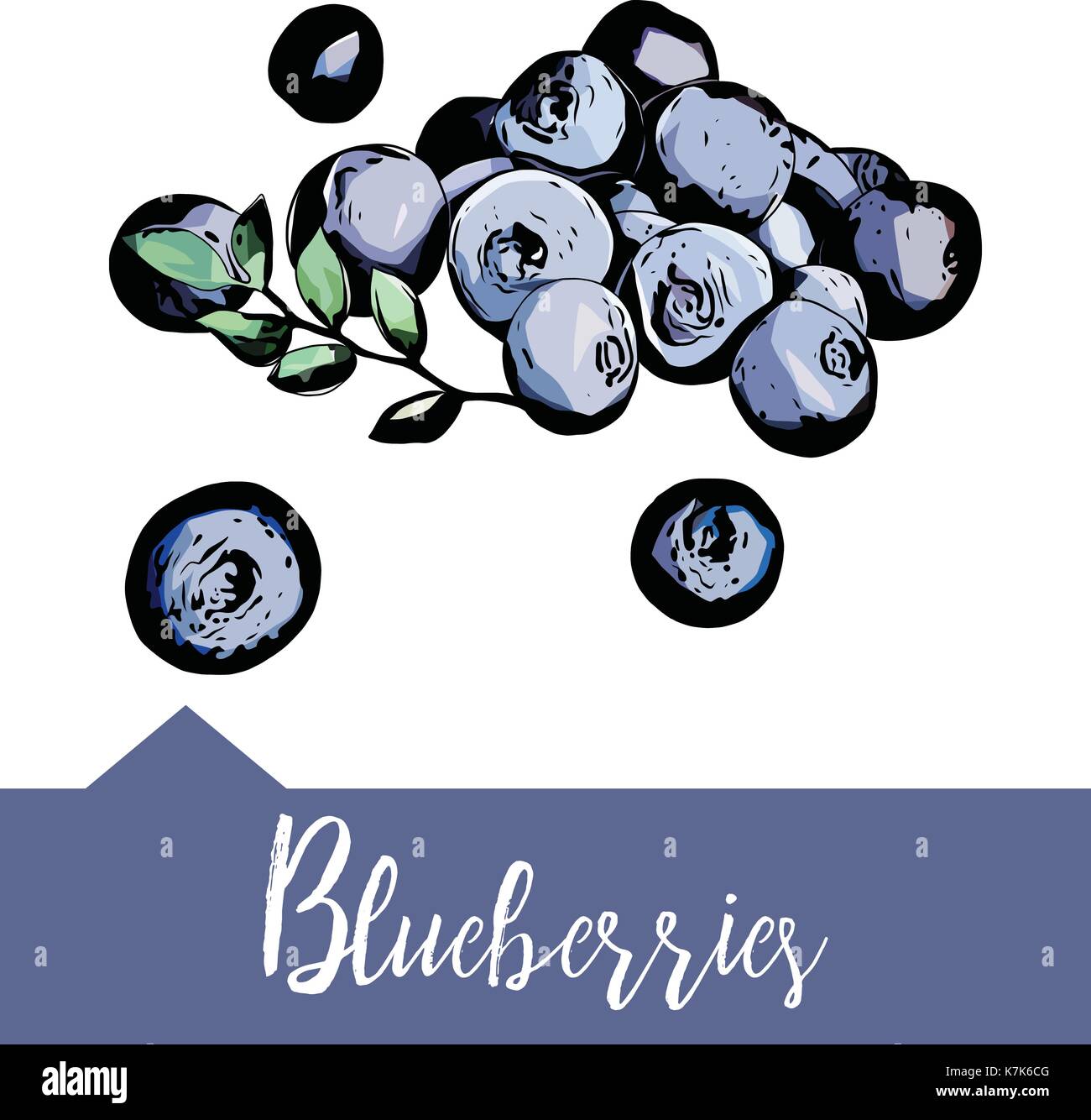 Vector illustration blueberries in hand-drawn graphics Stock Vector ...
