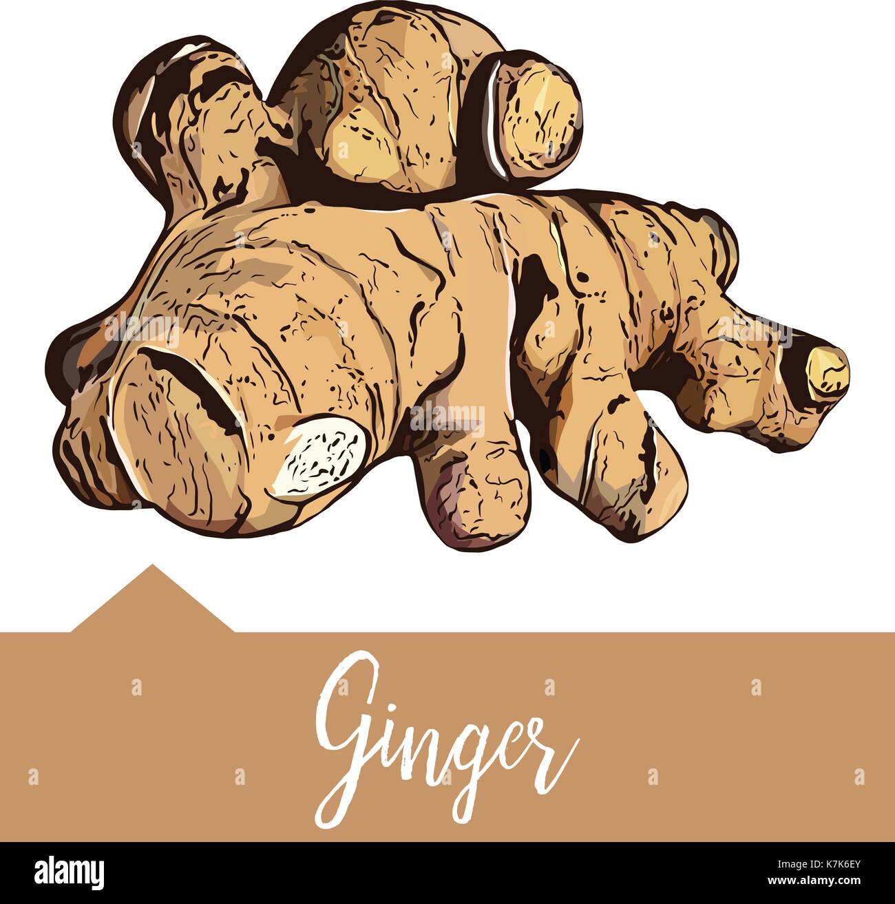 Vector illustration, ginger in hand drawn graphics Stock Vector Image ...