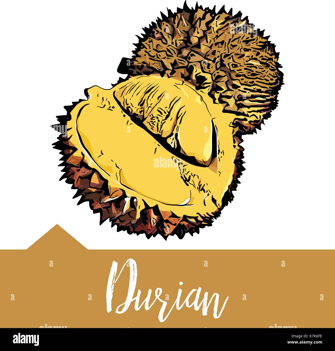 Vector illustration, Musang king Durian Stock Vector Image & Art - Alamy