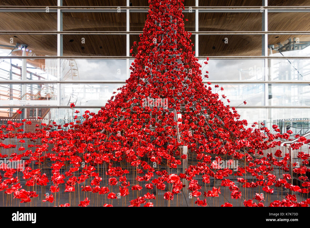 Remembrance day poppy cascade hi-res stock photography and images - Alamy