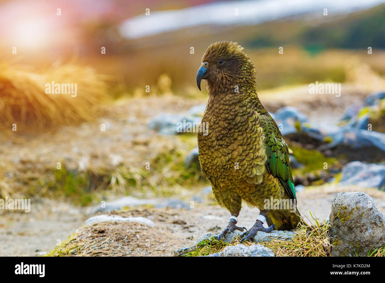 Kea New Zealand High Resolution Stock Photography and Images - Alamy