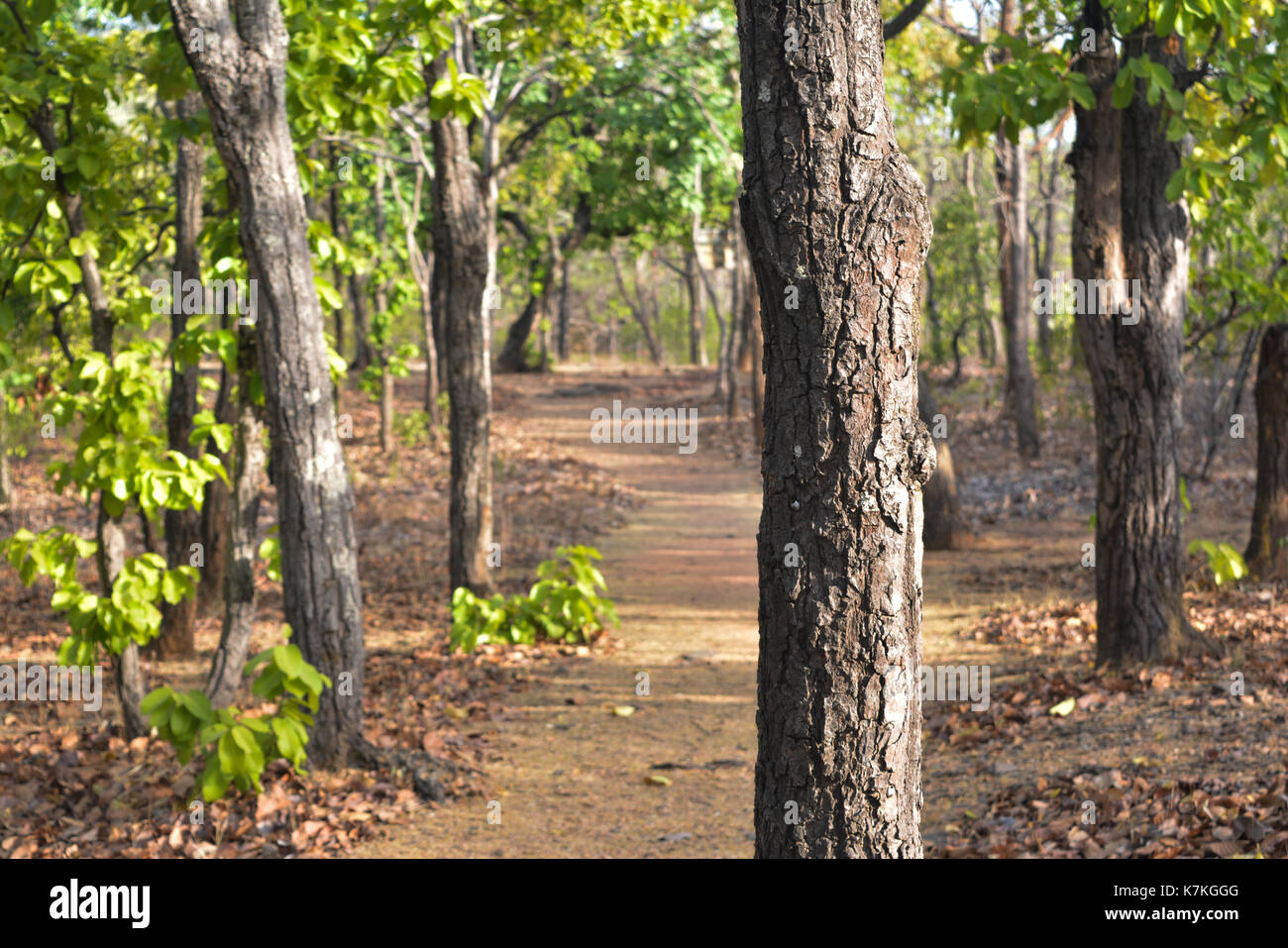 Cherry tree india hi-res stock photography and images - Alamy